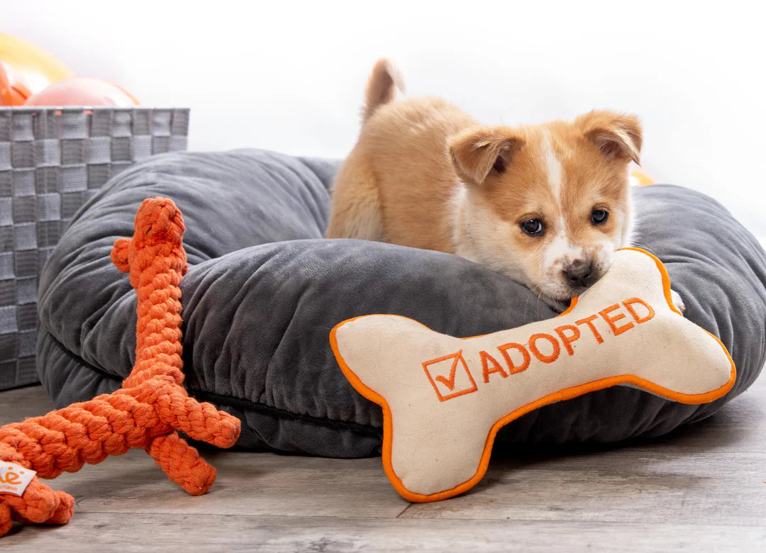 All Pet – Best Friends Store