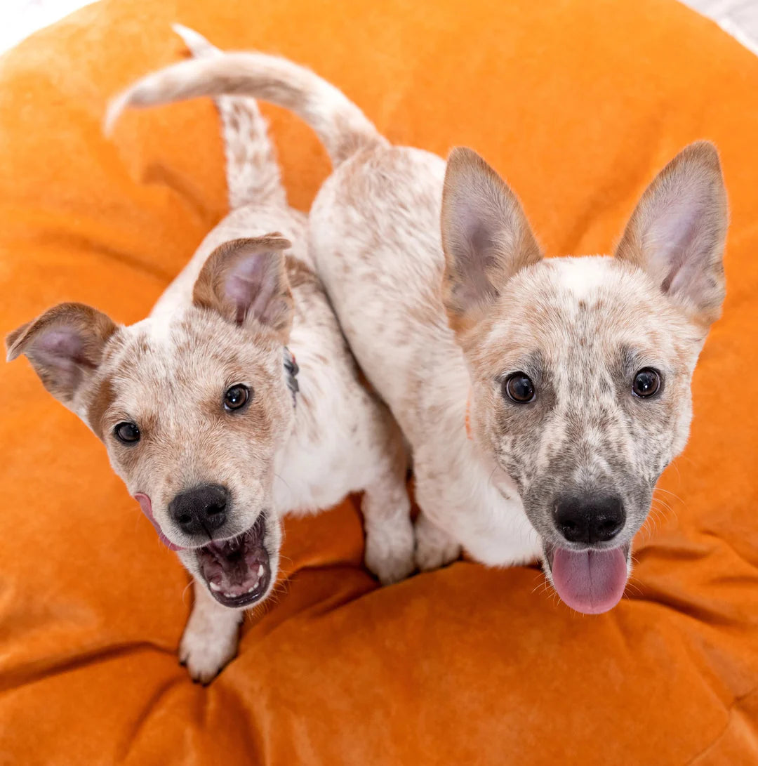 Donations – Best Friends Store