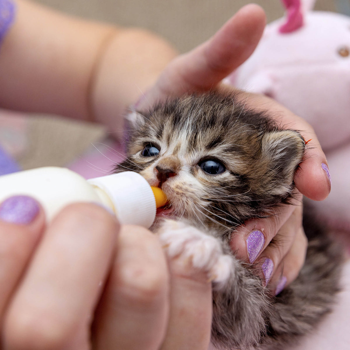 Gift Catalog: Full Kitten Bellies – Best Friends Store