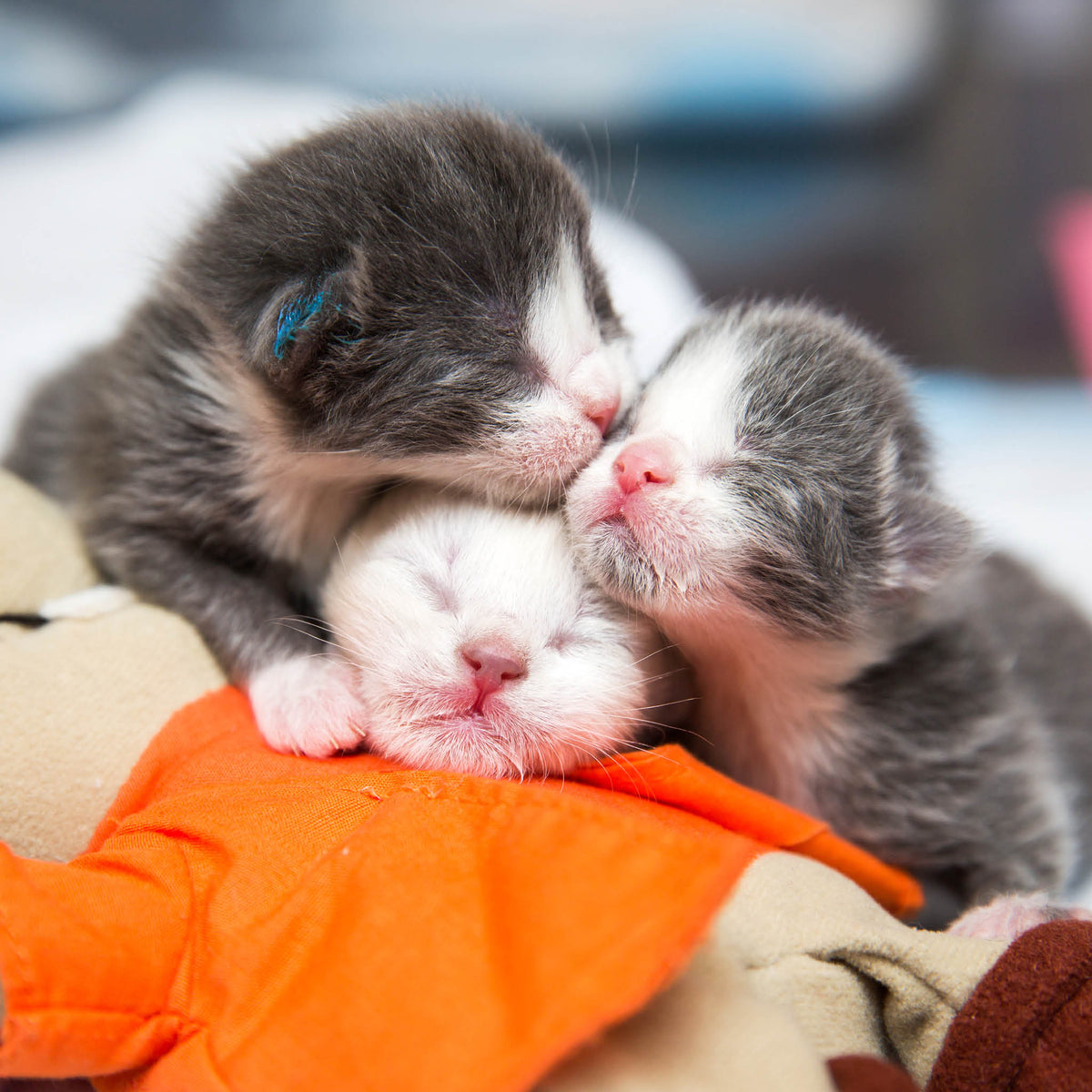 Gift Catalog: The Snuggle Bundle – Best Friends Store