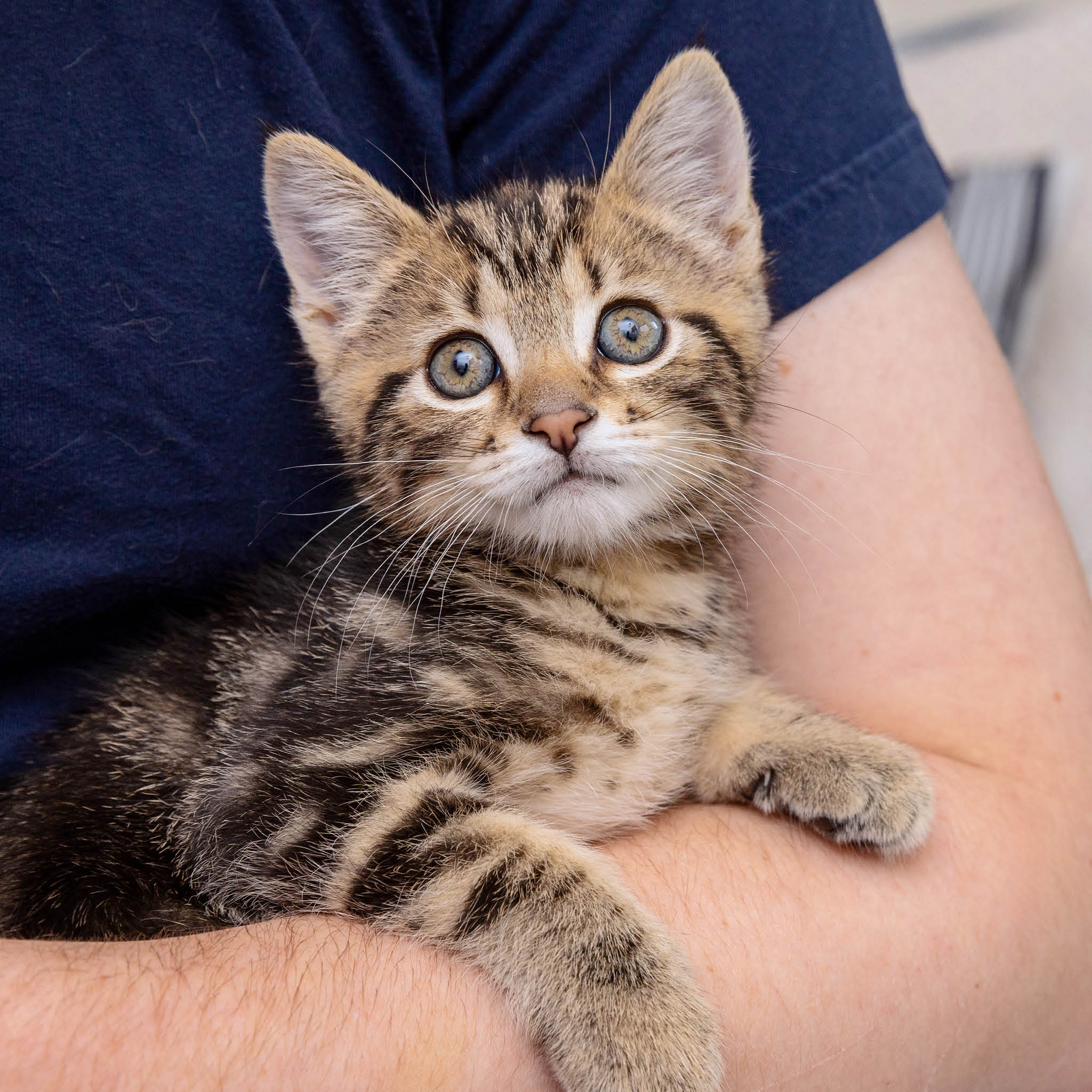 bangles cat for adoption