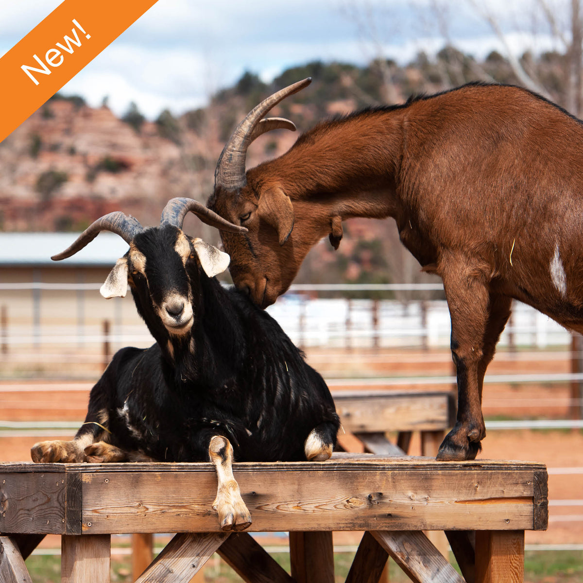 Gift Catalog: Goat Care Package – Best Friends Store