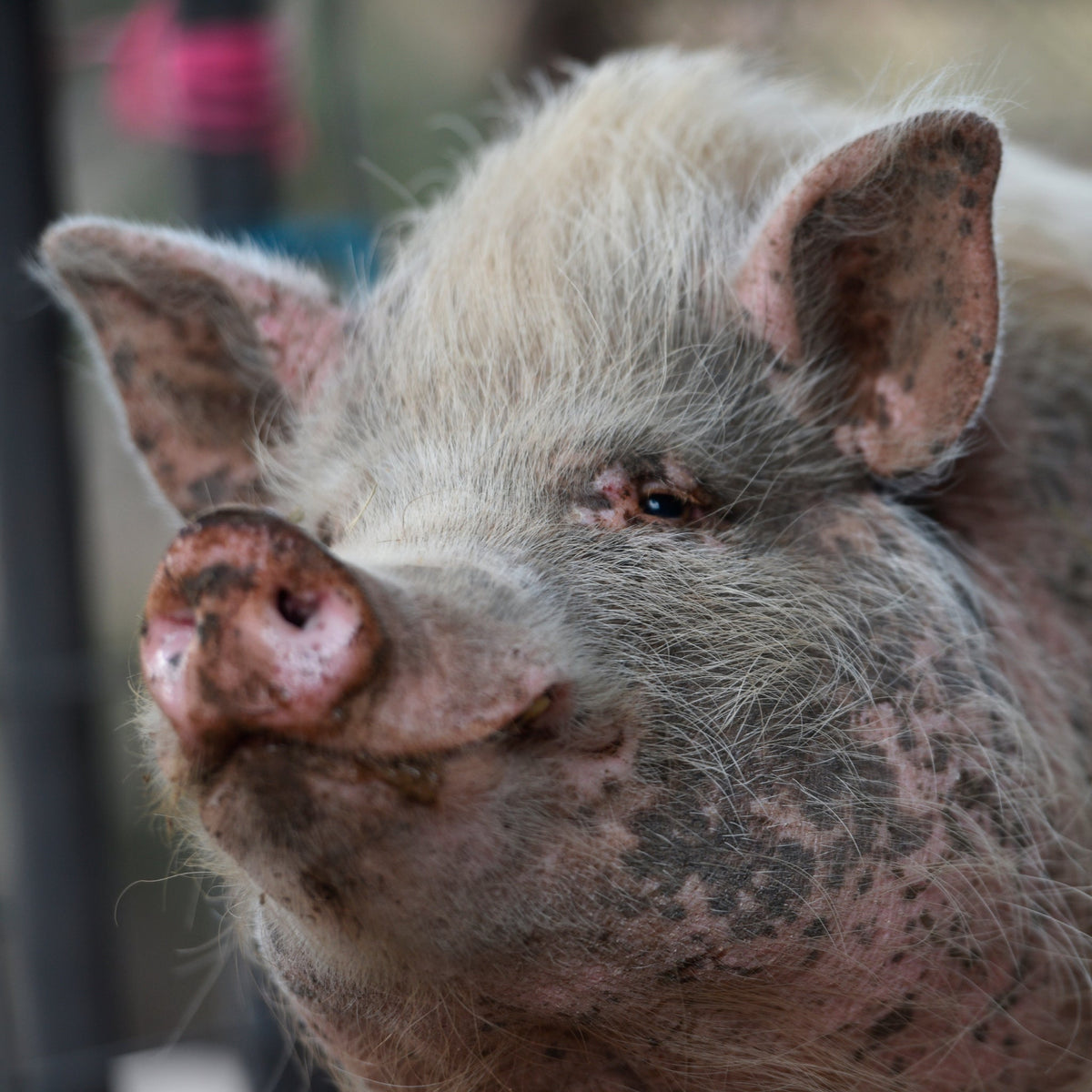 Sponsor Wally – Best Friends Store