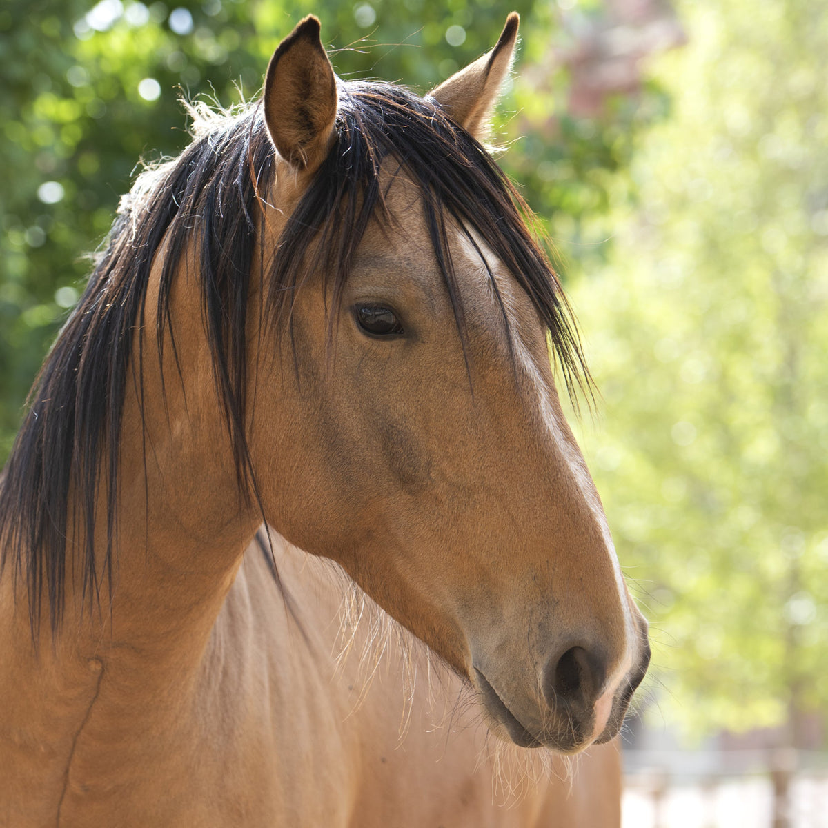 Sponsor Clancy – Best Friends Store