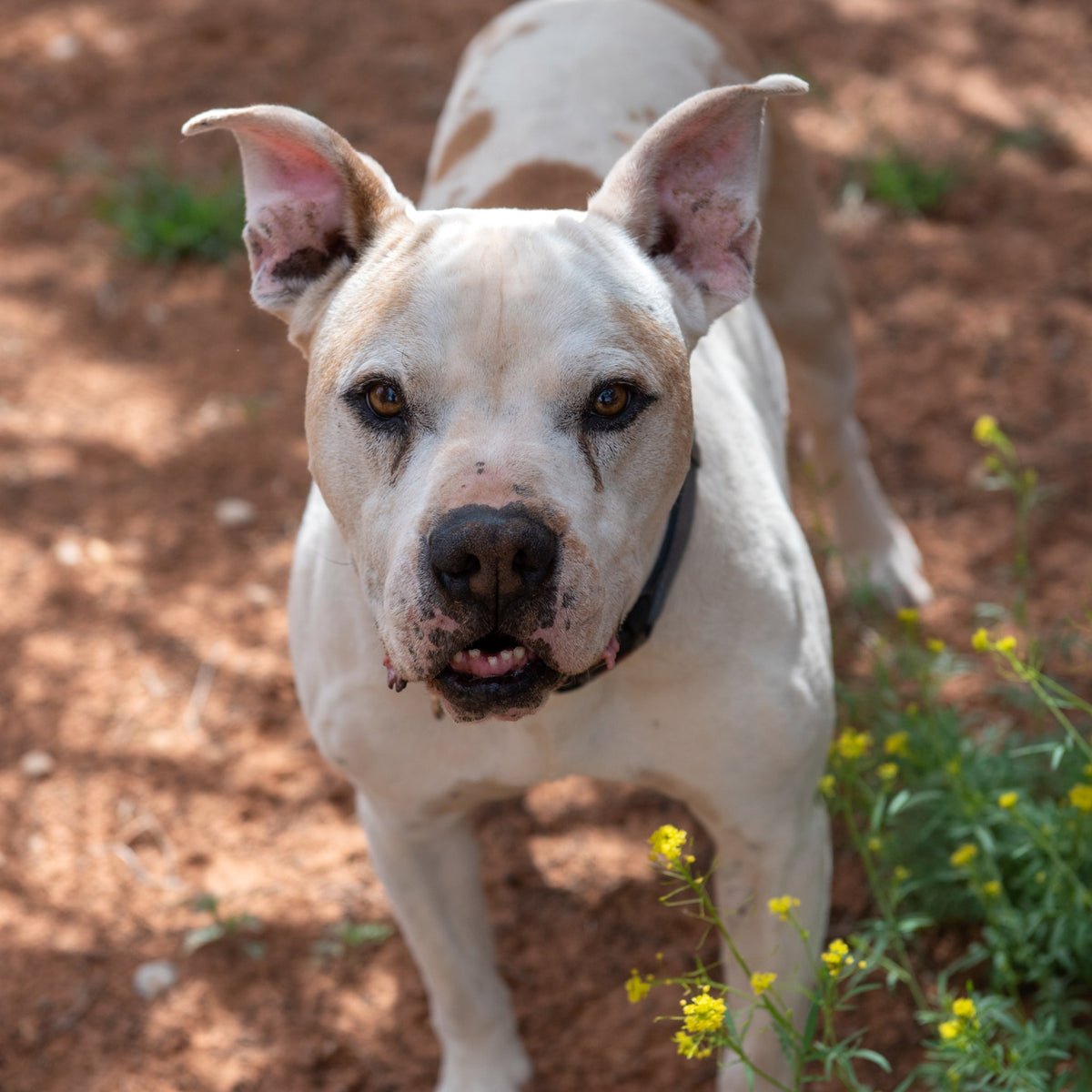 Sponsor Fitz – Best Friends Store